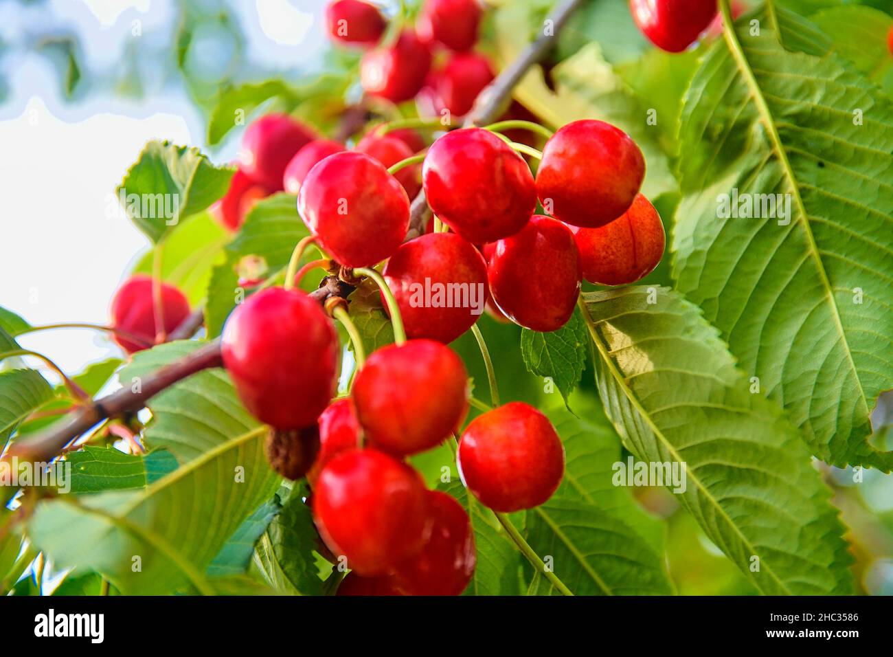 Cherry tree with ripe cherries. Cherries hanging on a cherry tree ...