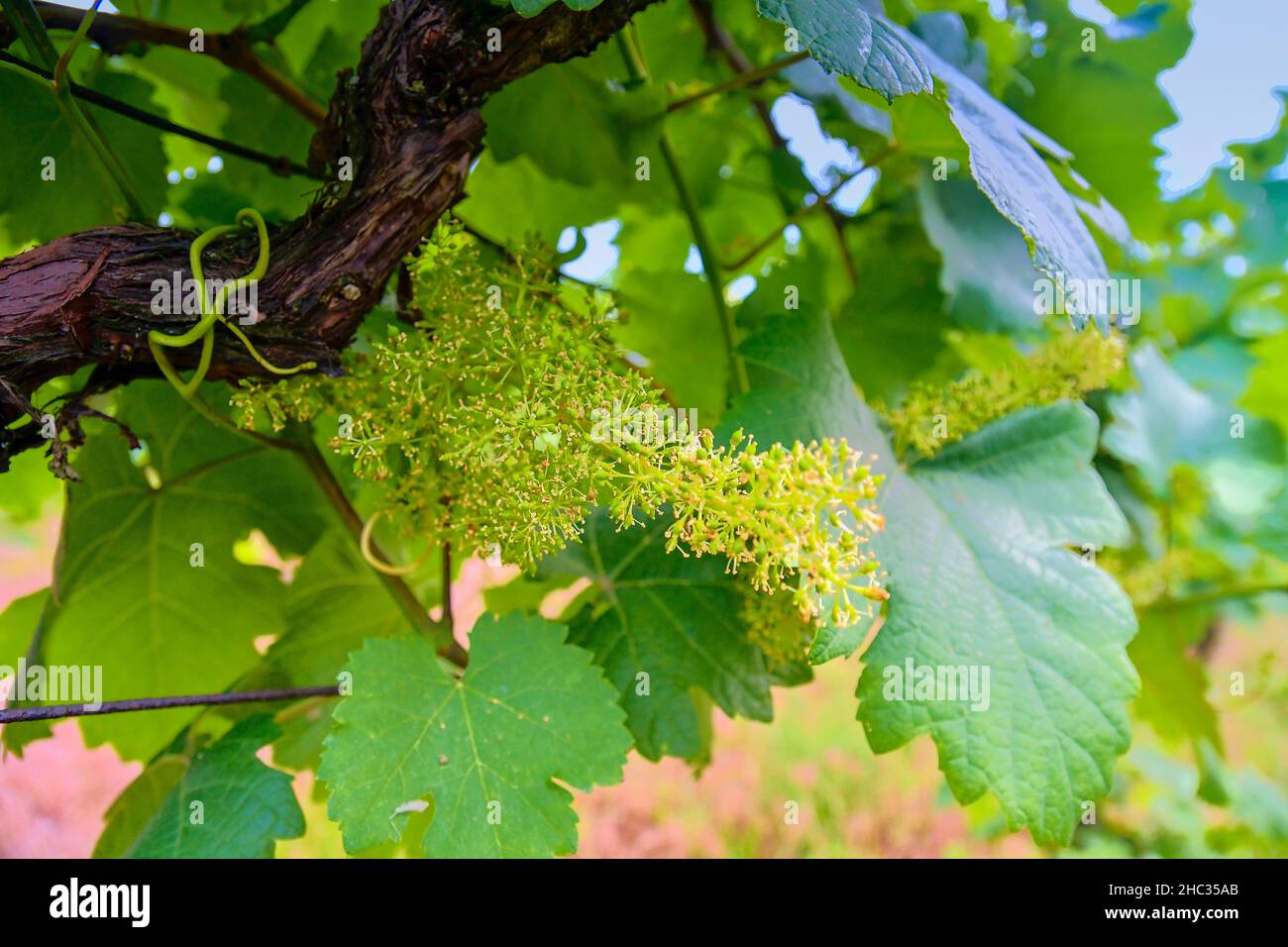 Young grapevine in wineyard. Close-up of grapevine. Wineyard at spring ...