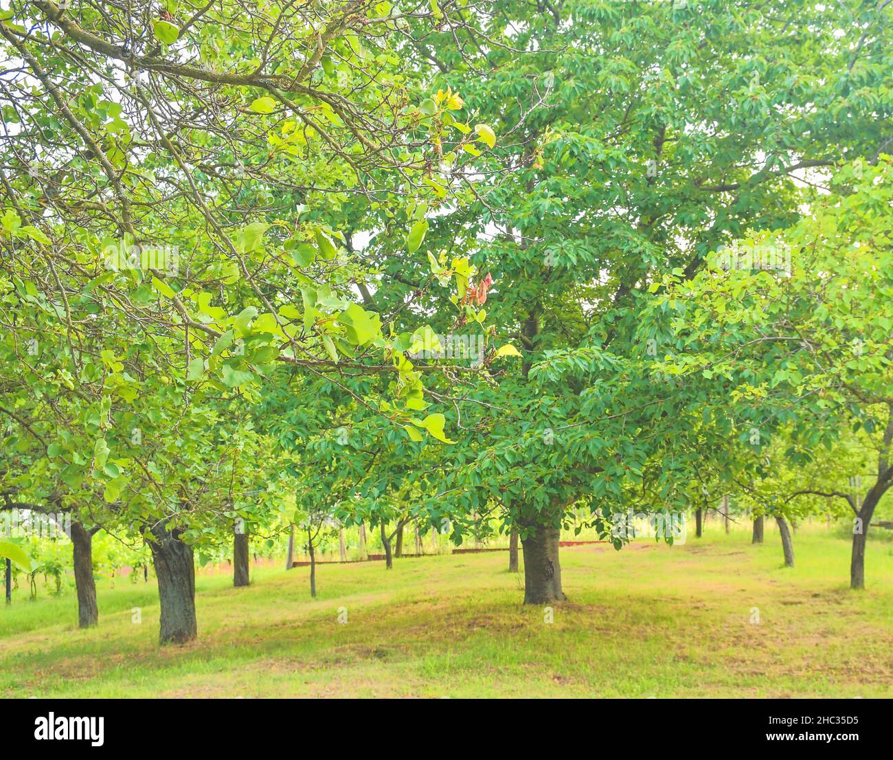 Rural orchard with grass. Country and rural concept Stock Photo - Alamy