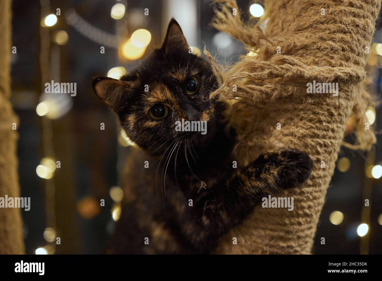 Cute little tabby kitten leaning contentedly up against a scratching ...