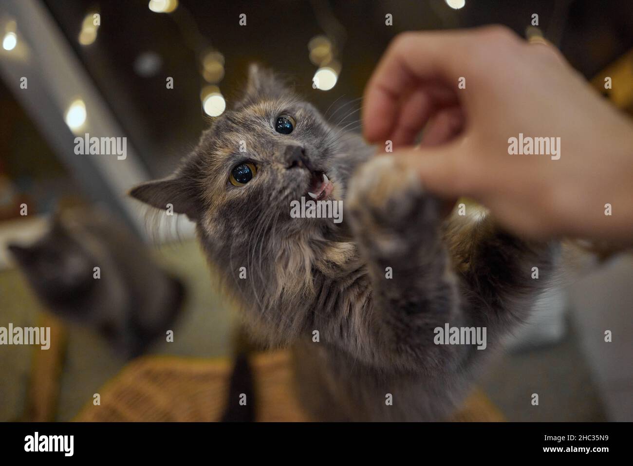 Cat standing on its hind legs, asks food Stock Photo - Alamy