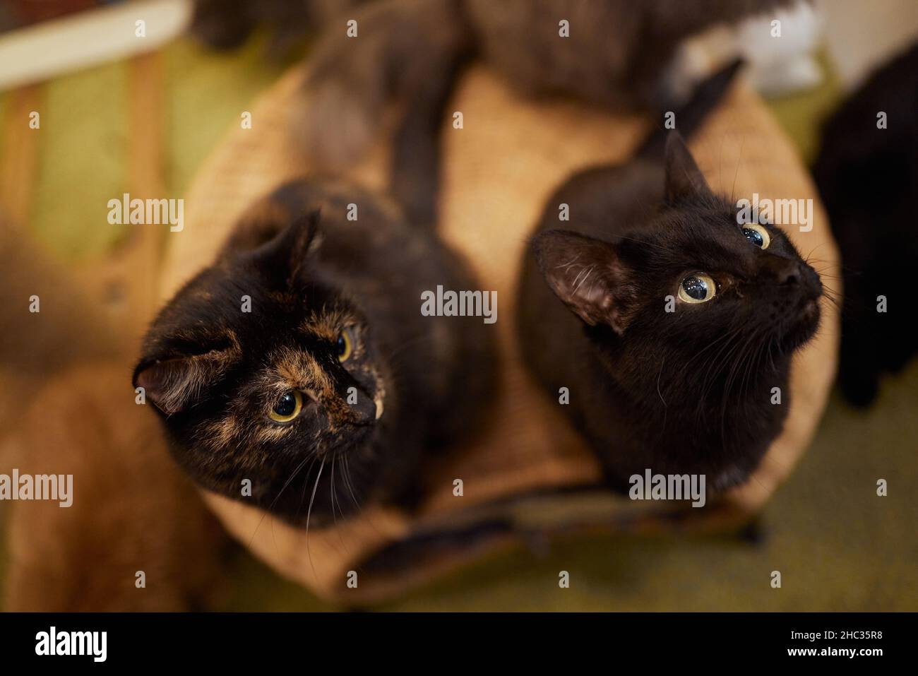 Cat standing on its hind legs, asks food Stock Photo - Alamy