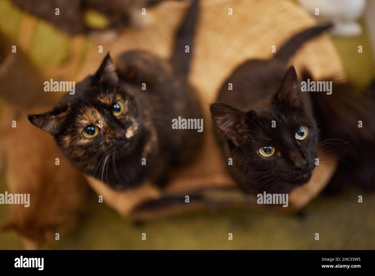 Cat standing on its hind legs, asks food Stock Photo - Alamy