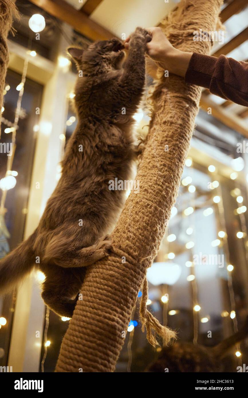 Cute little tabby kitten leaning contentedly up against a scratching ...