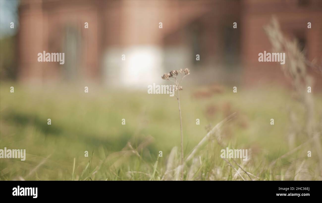 Close up background make with brick and green grass field. Video. Green ...