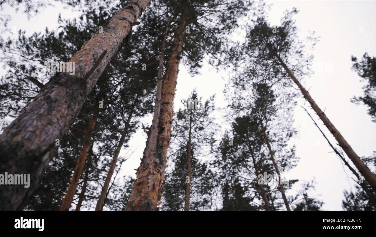 Bottom view of the pine trees against the cloudy sky. Trees in a forest ...