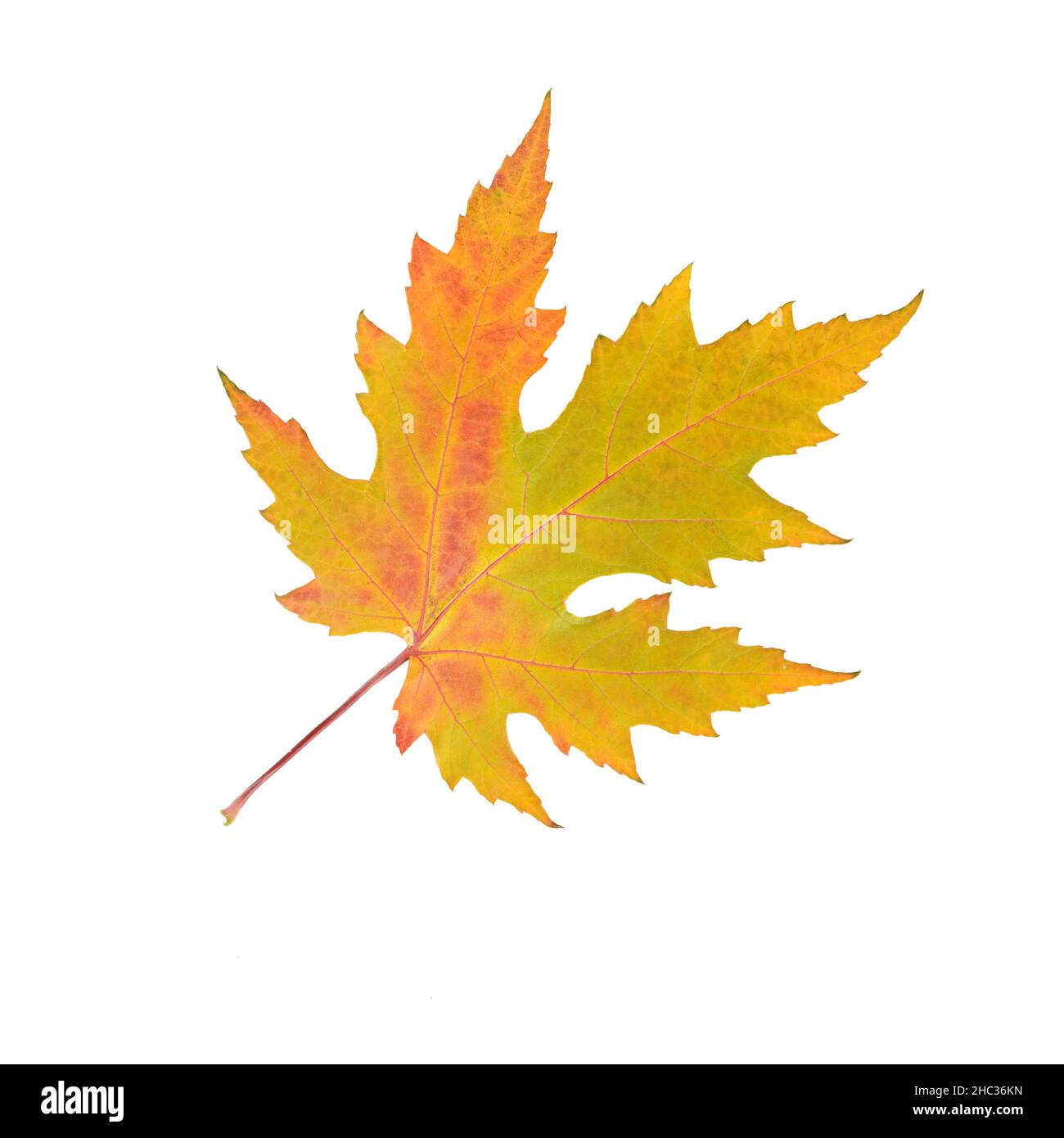 Autumn maple leaf isolated on white background Stock Photo - Alamy