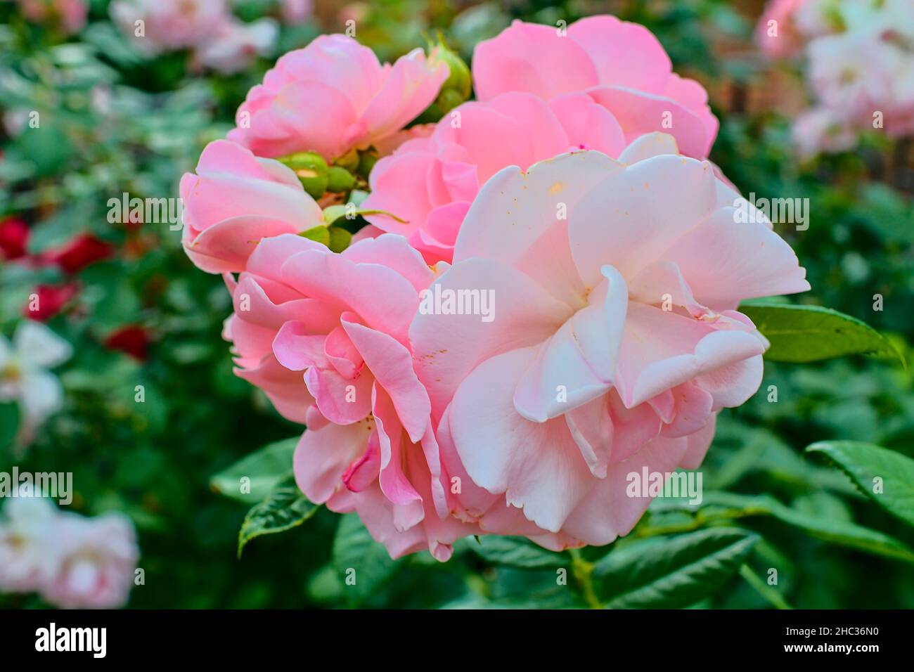 Selective focus pink wedding hi-res stock photography and images - Alamy