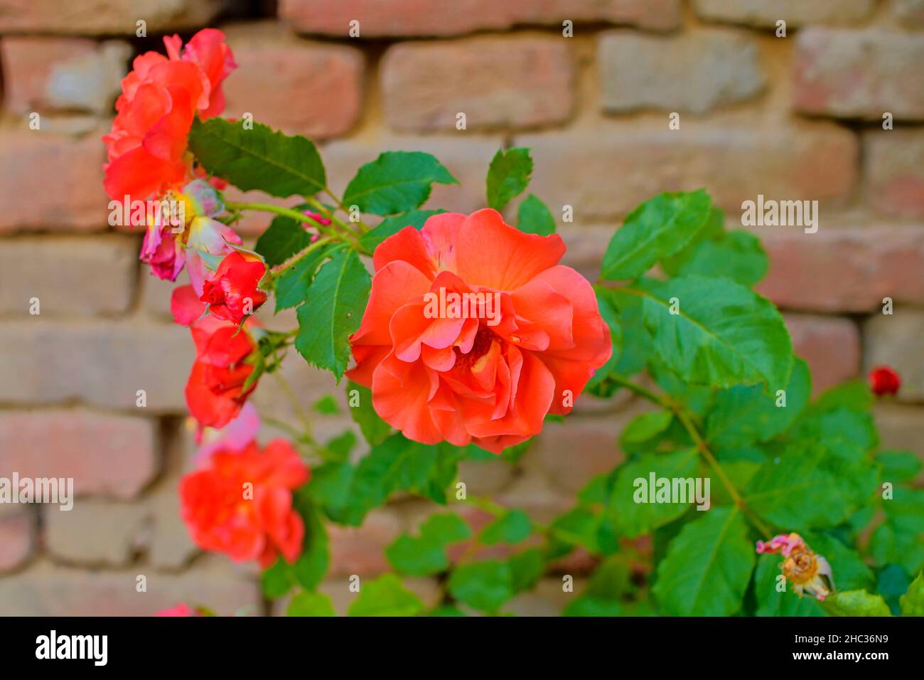Red roses on red brick background. Romantic scenery Stock Photo - Alamy