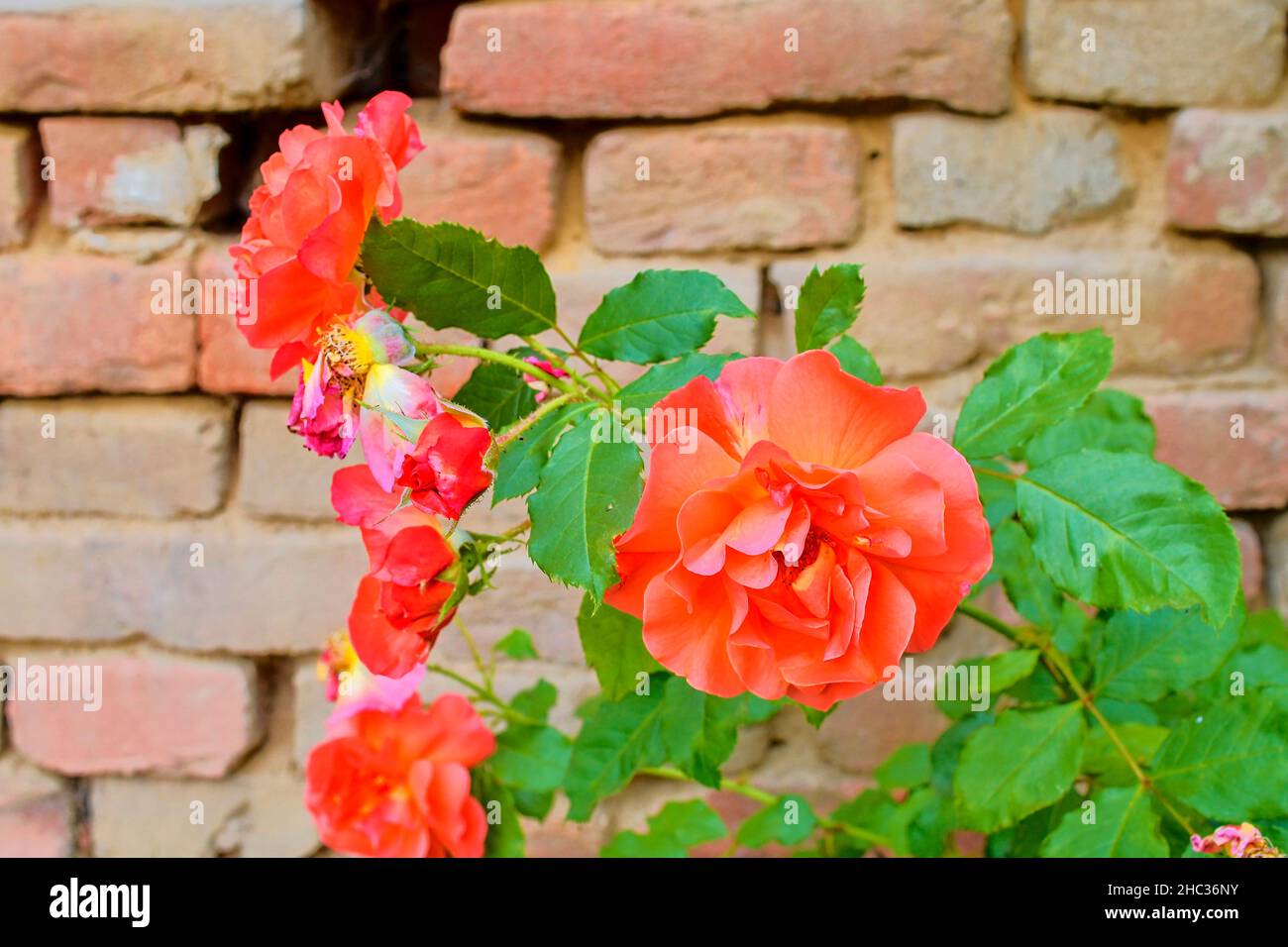 Red roses on red brick background. Romantic scenery Stock Photo - Alamy
