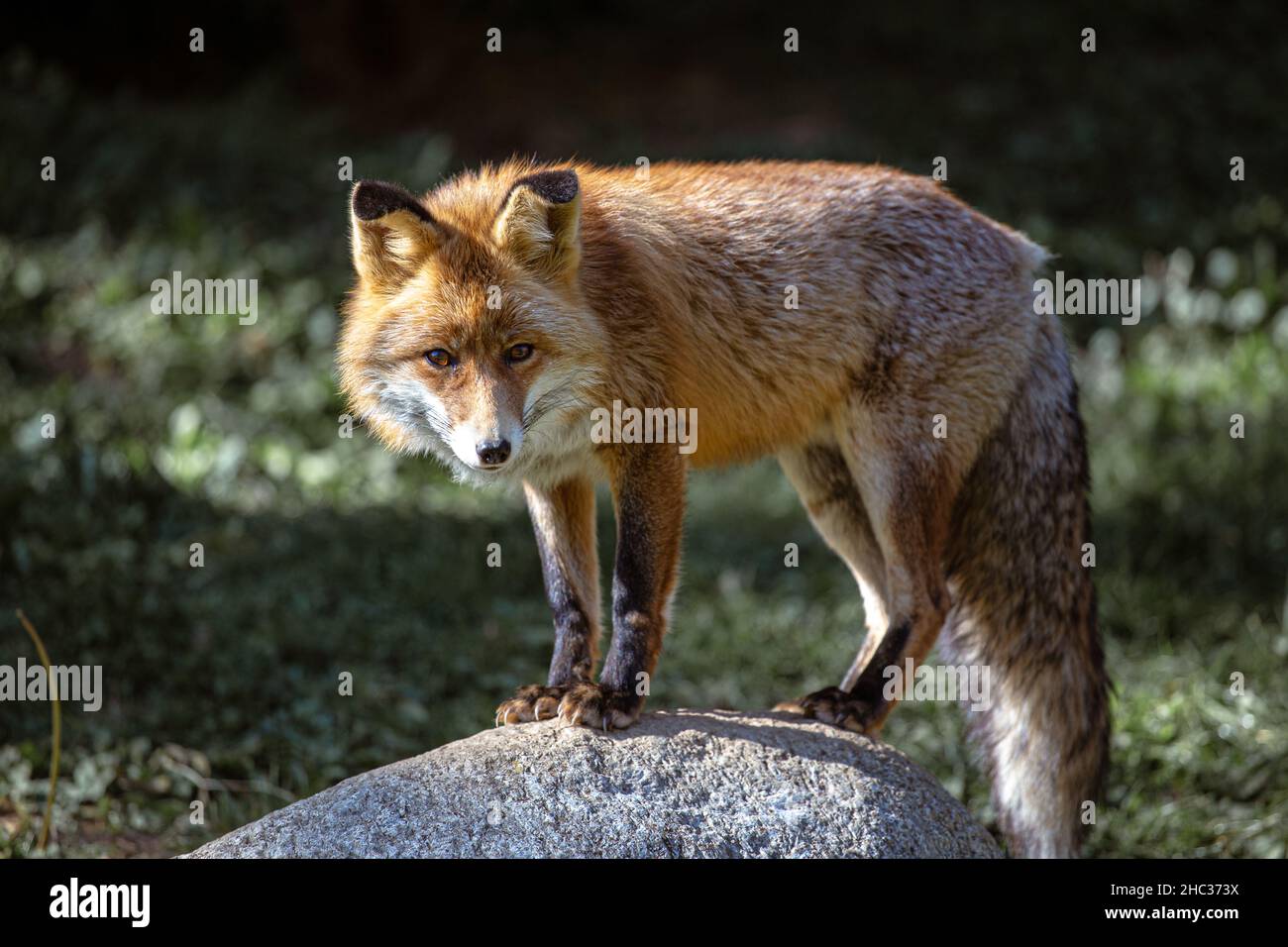 Red fox portrait in a green landscape wildlife reserve in Pyrenes ...