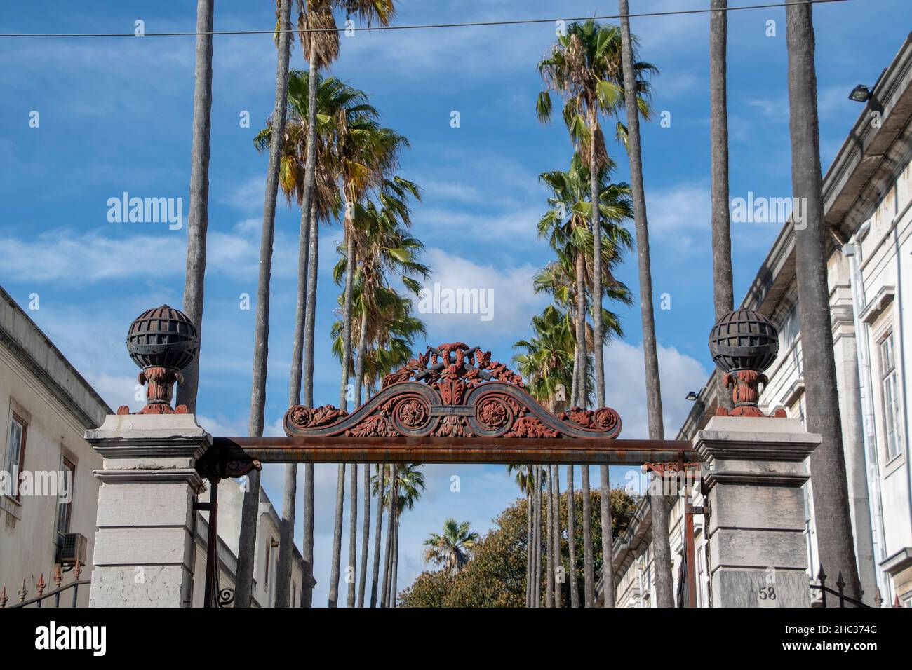 Landscape of palm trees lined up at entrance gate in Lisbon Stock Photo ...