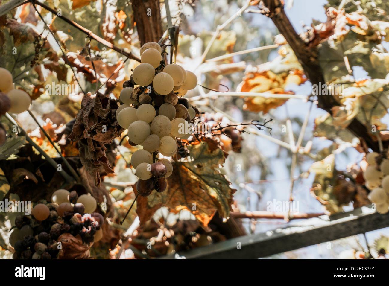 Green grapes on tree branch close up view, fresh grapes ready for vine ...