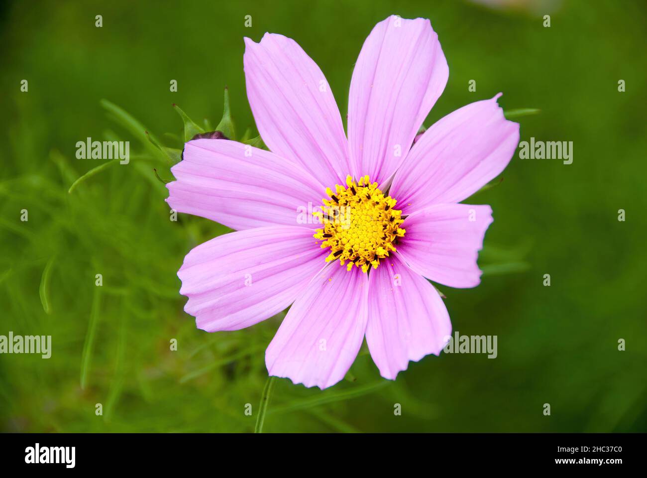galsang flower in Tibet Stock Photo - Alamy