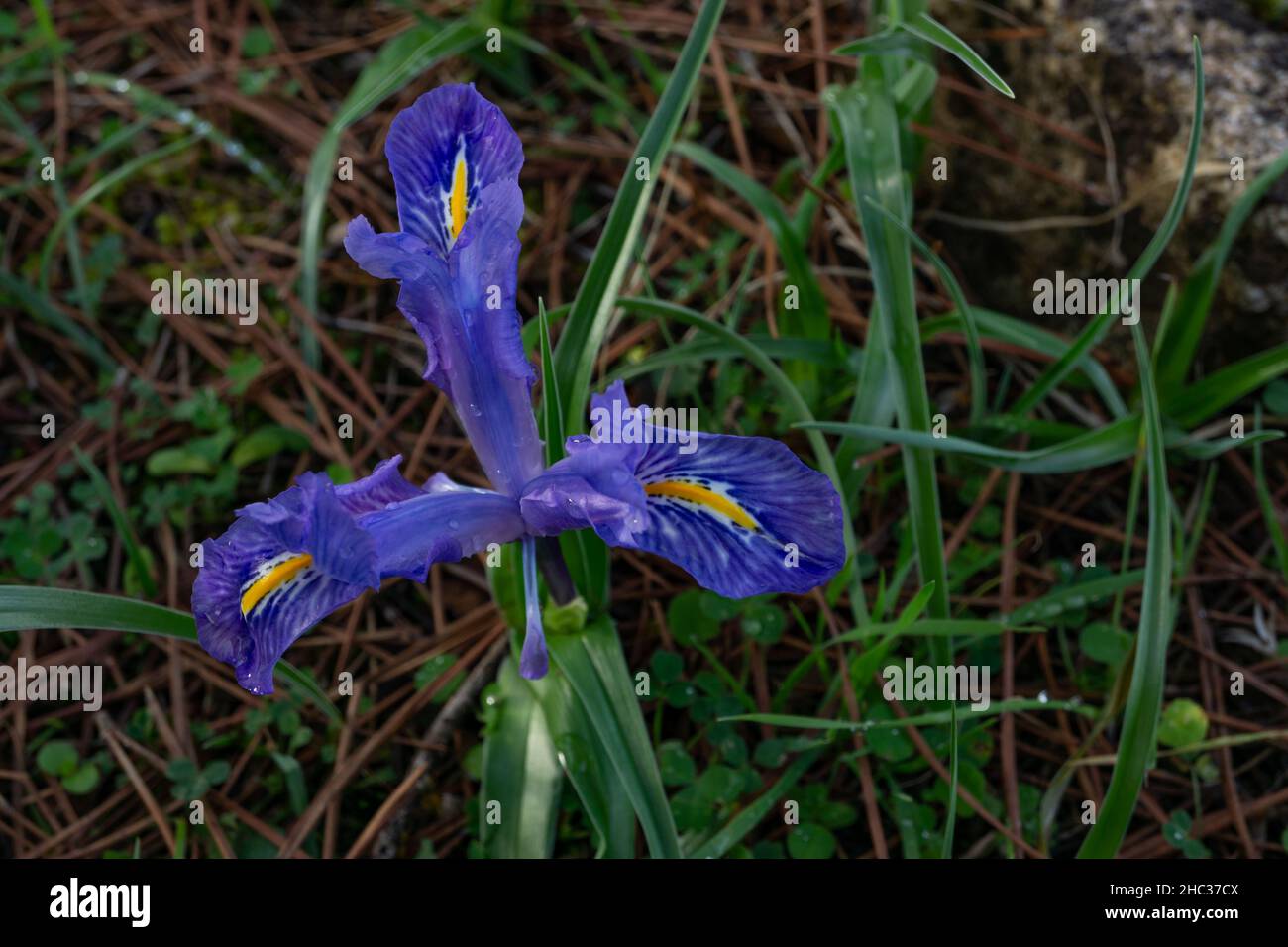 winter lily or "Iris unguicularis" wild plant of the coniferous forests ...