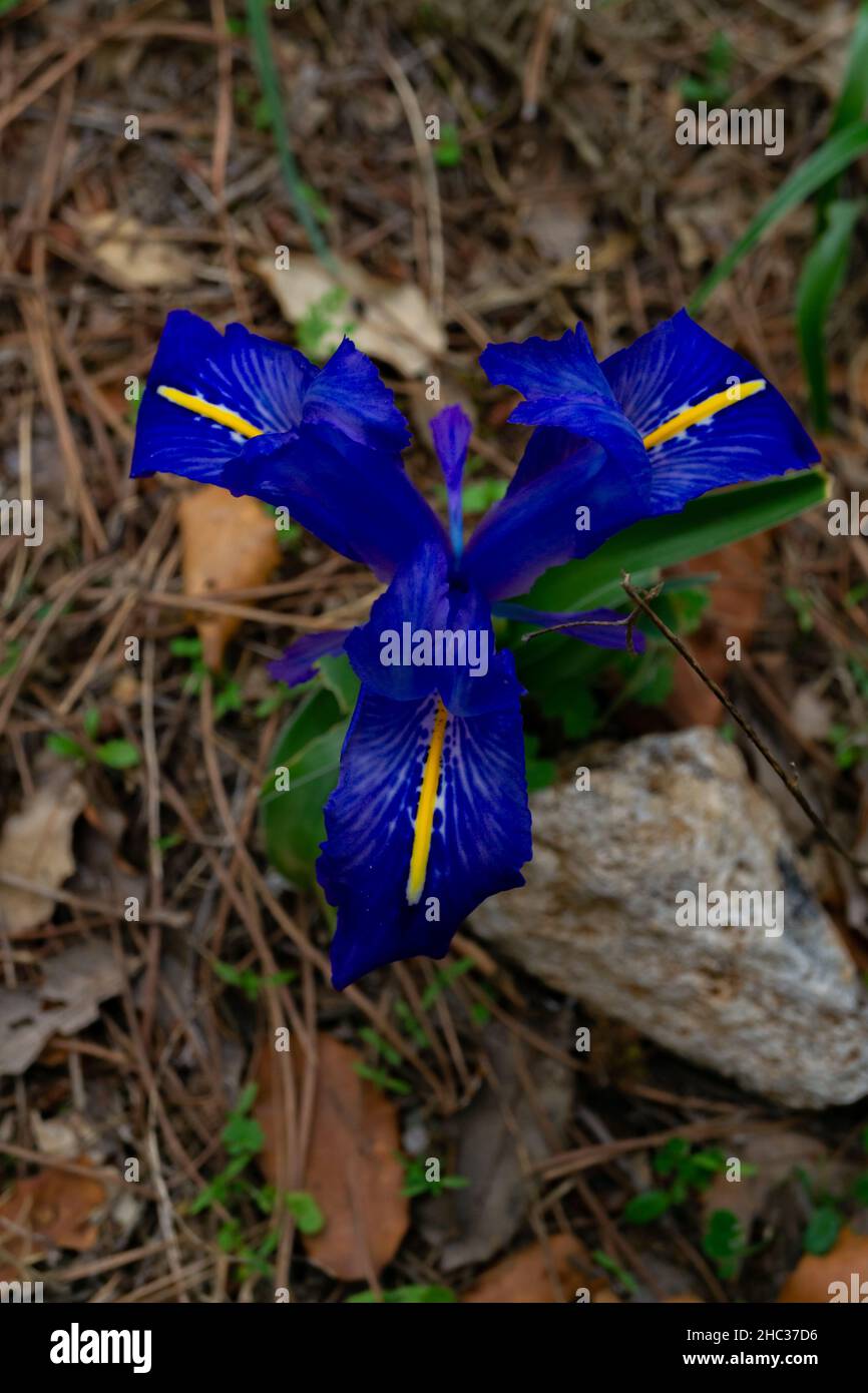 winter lily or "Iris unguicularis" wild plant of coniferous forests ...