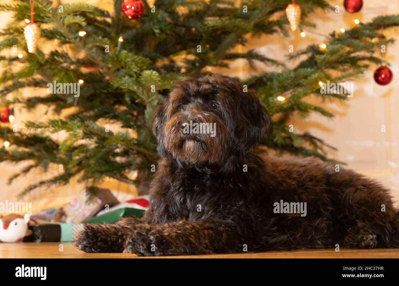 A young black labradoodle dog is proudly sitting in front a decorated ...
