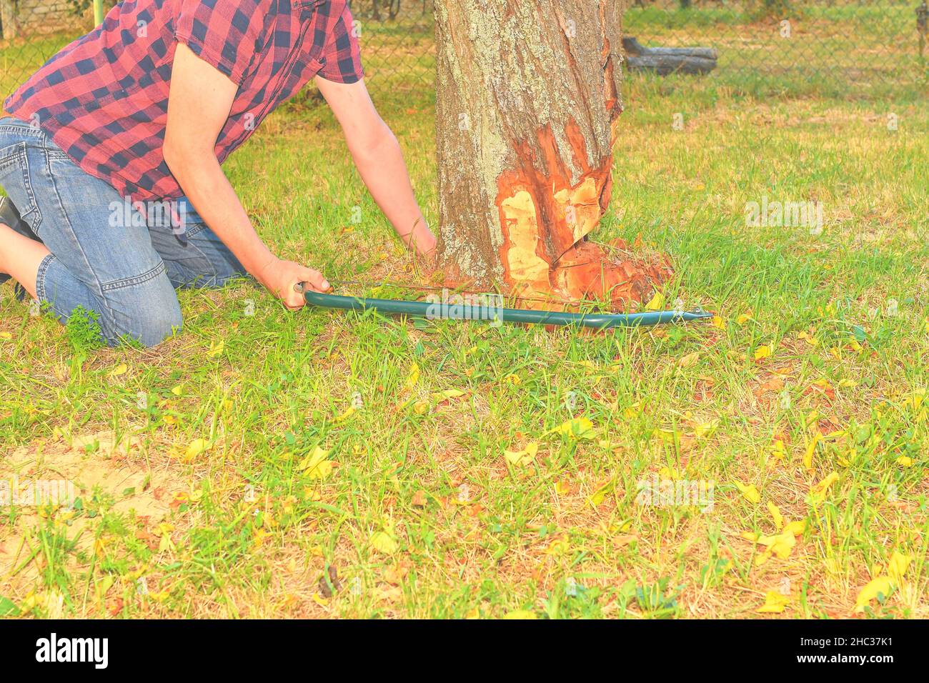 Man cutting an old tree on his huge garden by handsaw during summer ...