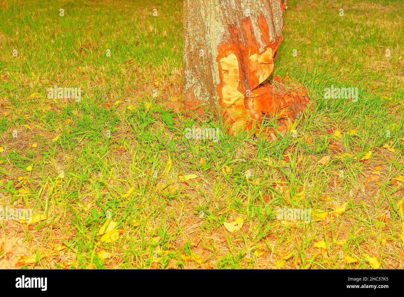 Starting to cut down the tree hi-res stock photography and images - Alamy