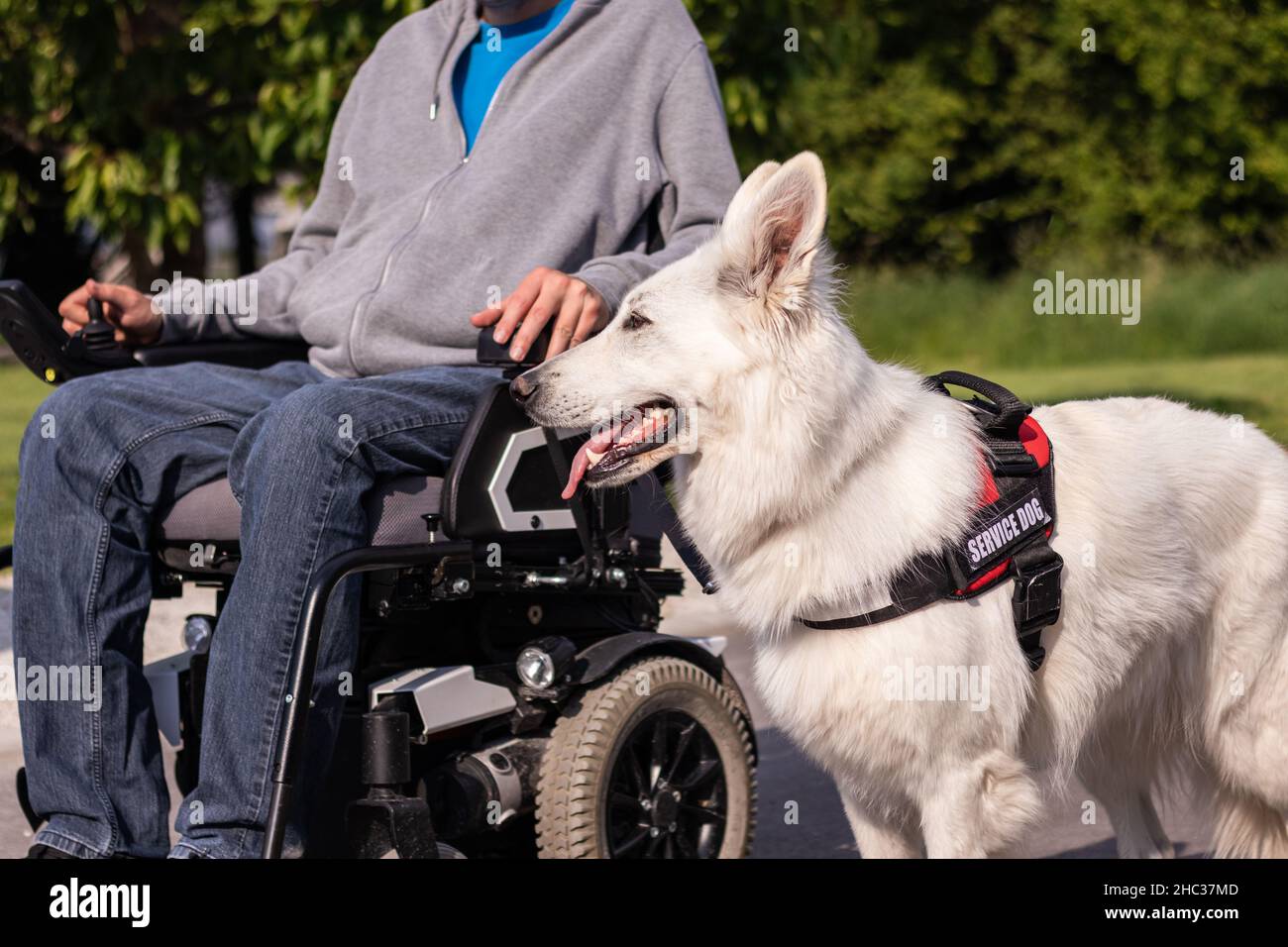 Man with disability and his service dog, a beautiful White Swiss ...