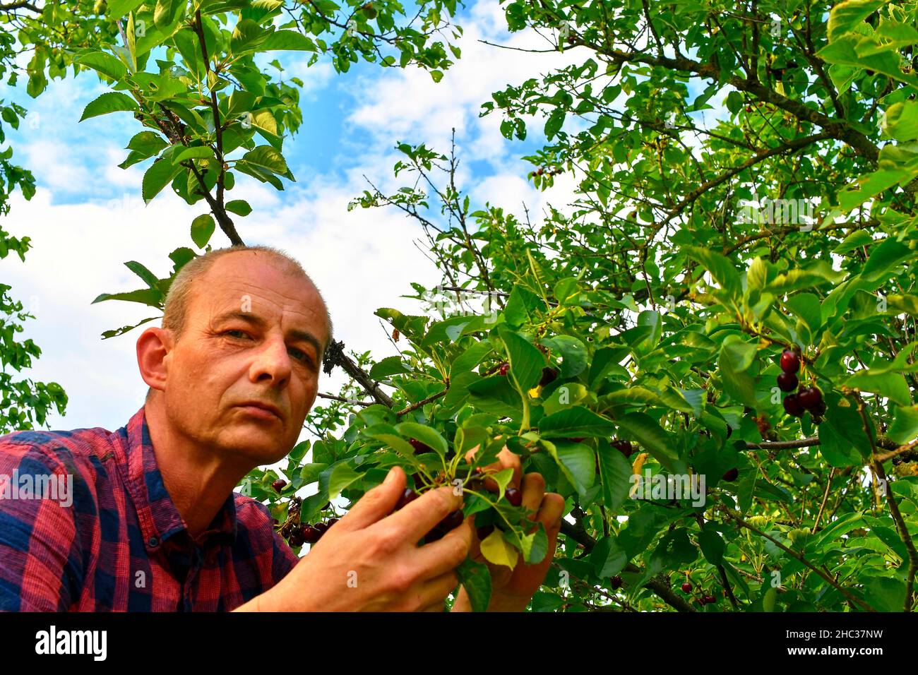 Man picking sour cherries in sour cherry tree. Mature man gathering ...