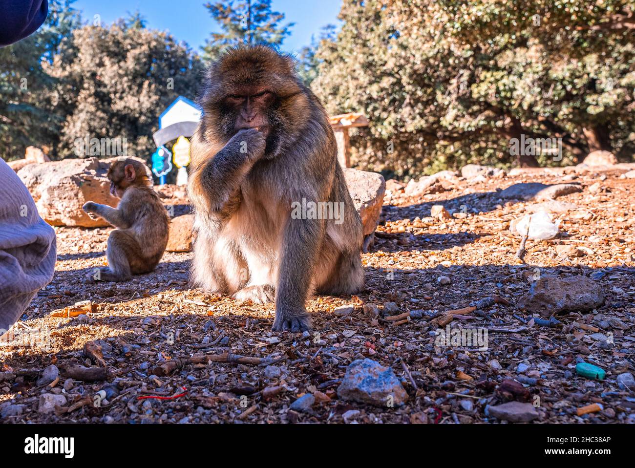 Hungry wild brown monkeys eating food on ground at zoo in sunlight ...