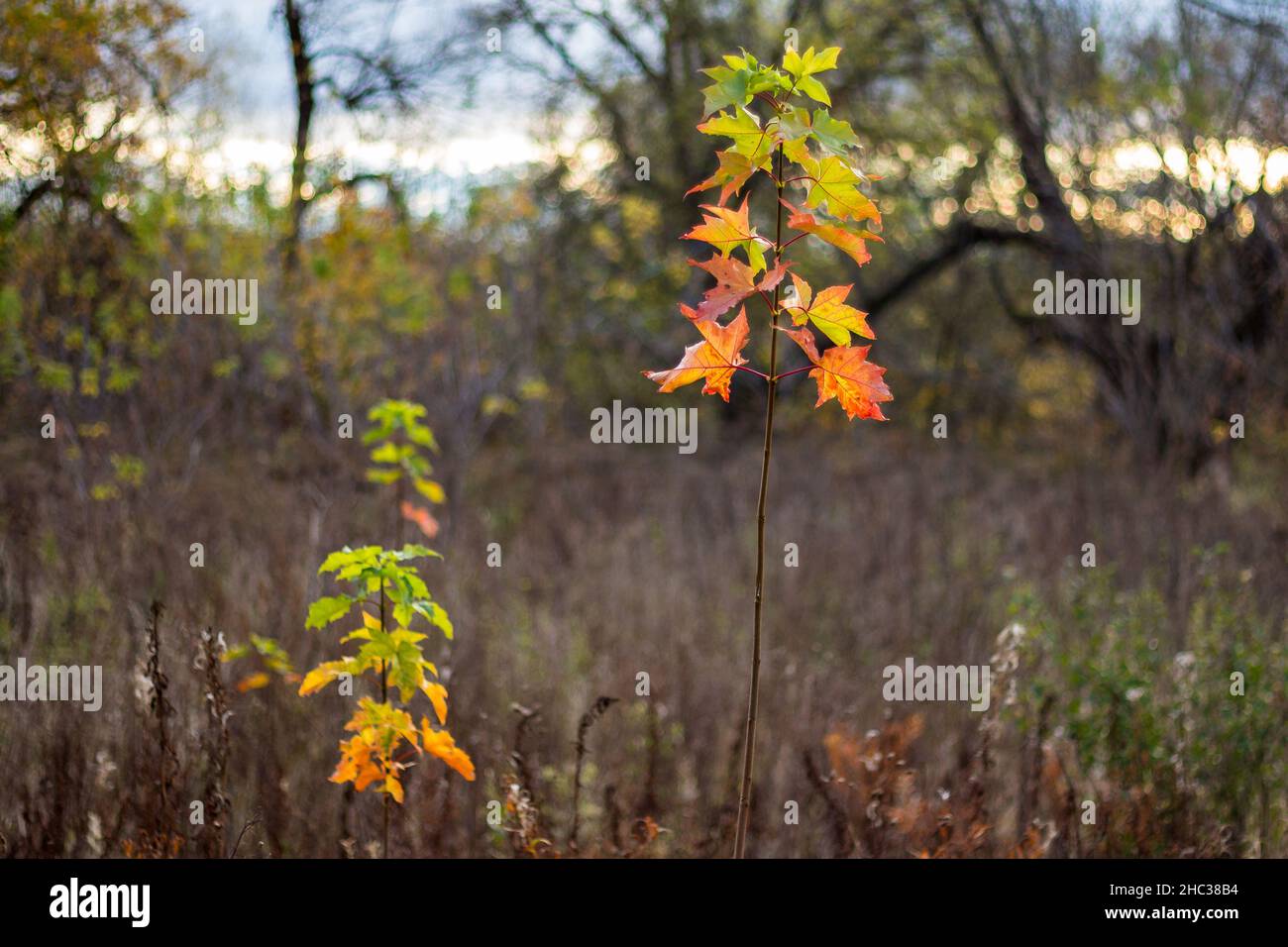 Field maples hi-res stock photography and images - Alamy