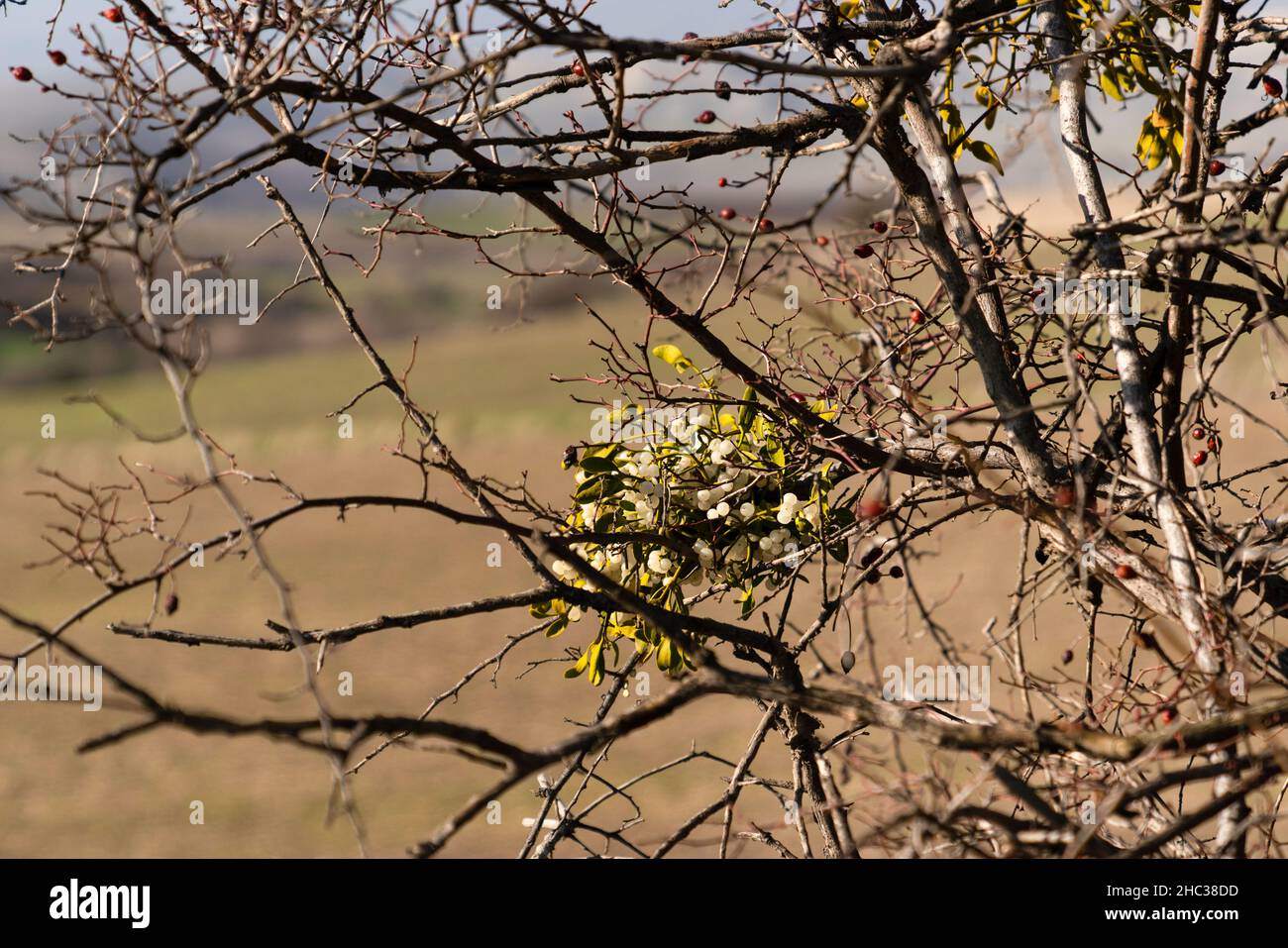 Mistletoe is attached to their host tree or shrub by a structure called ...