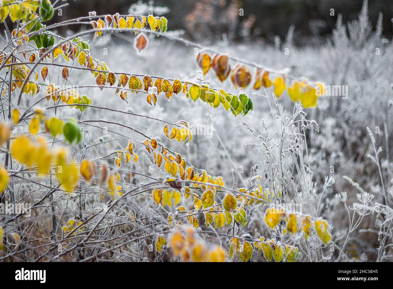 White frost covered the bright foliage in nature on a frosty day ...