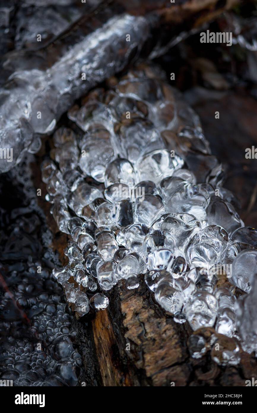 Pine-shaped ice growths at the stream in winter. Abstract ice ...