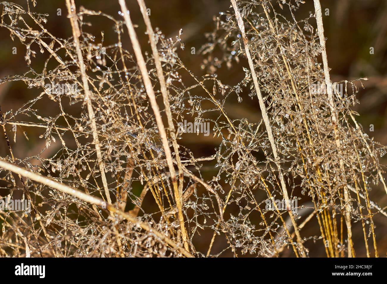 Icy field grass after freezing rain Stock Photo - Alamy