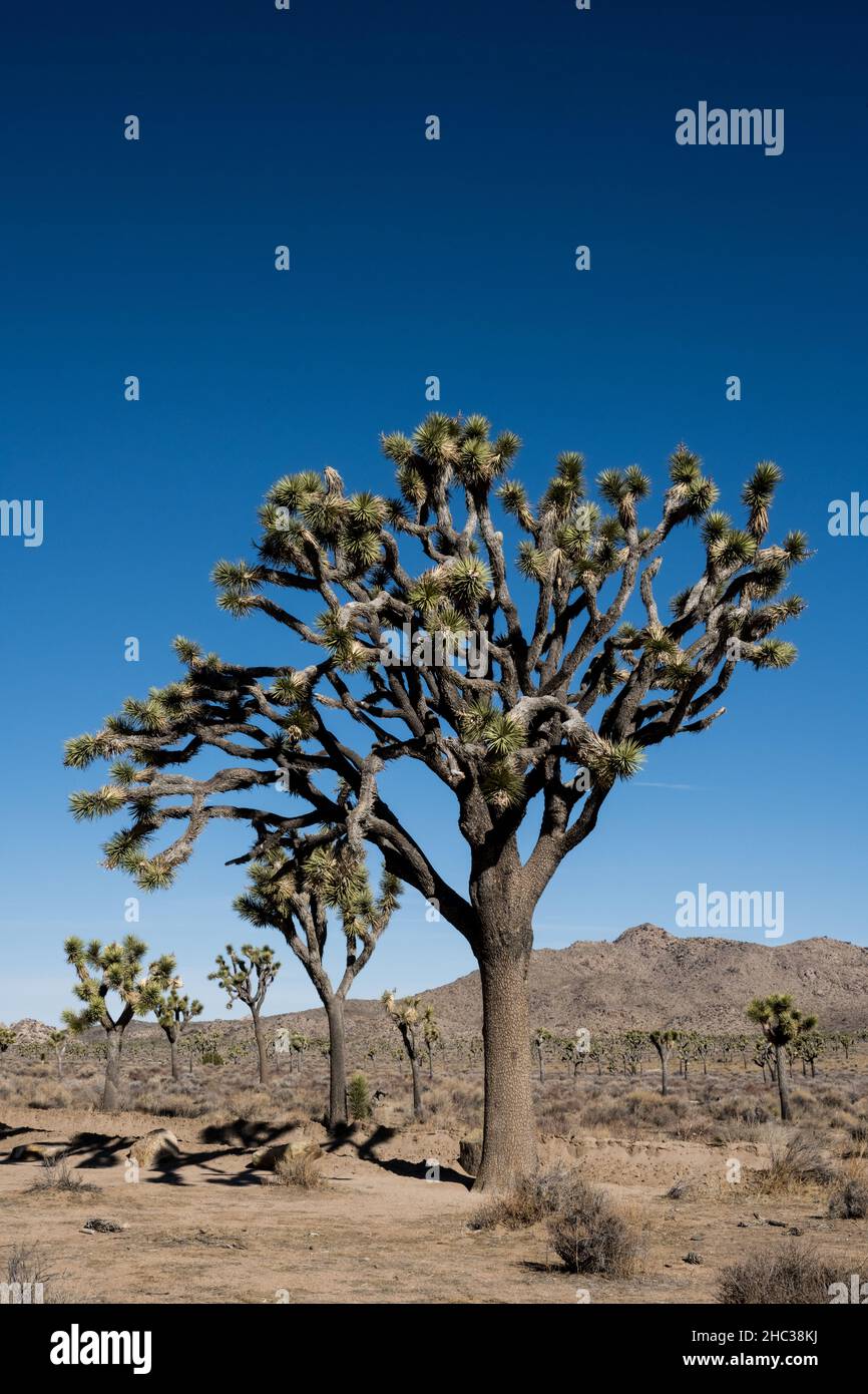 Giant Joshua Tree On Bighorn Pass Road in California park Stock Photo ...