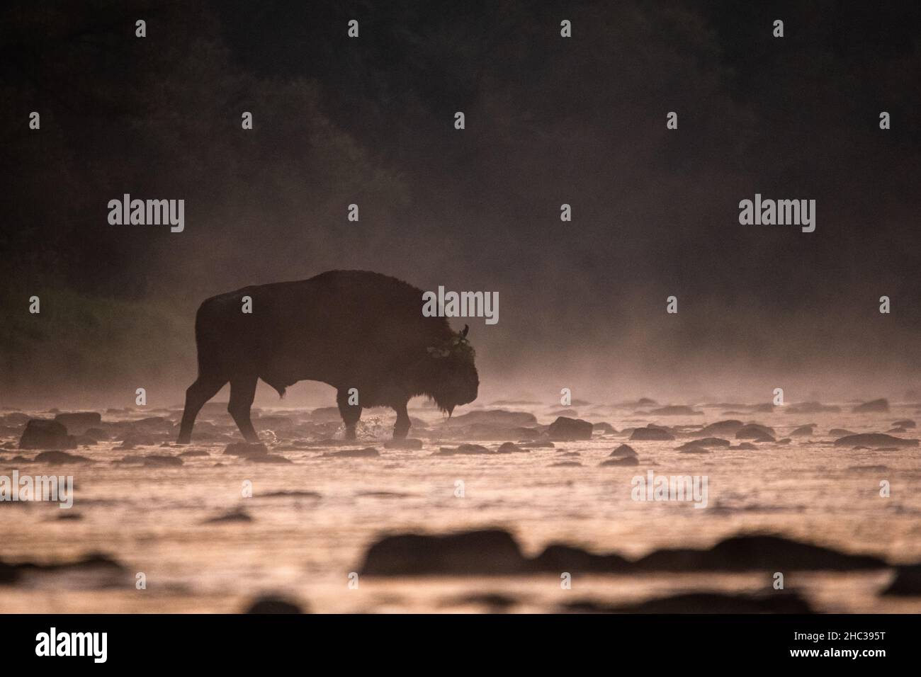 European Bison (Bison bonasus). The Bieszczady Mountains, Carpathians ...