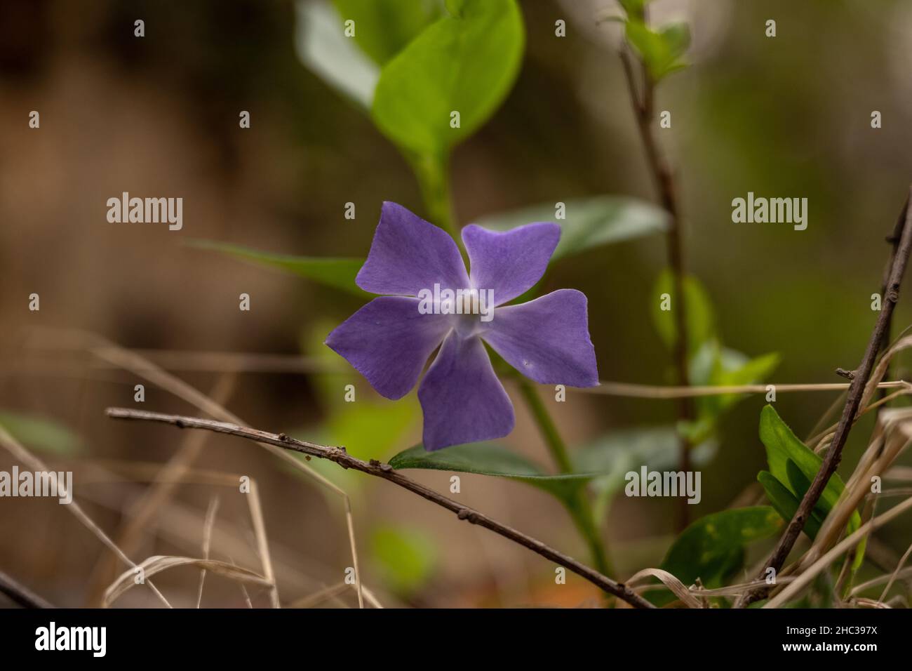 Invasive Periwinkle Blooming In Spring in Hot Springs National Park ...