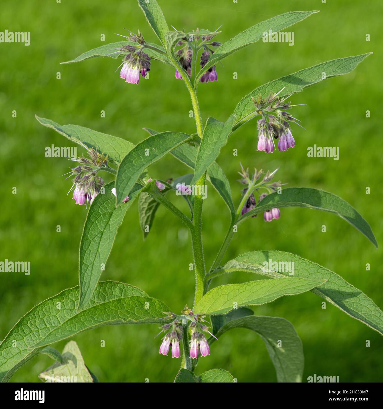 Beautiful blooming symphytum officinale hi-res stock photography and images - Alamy