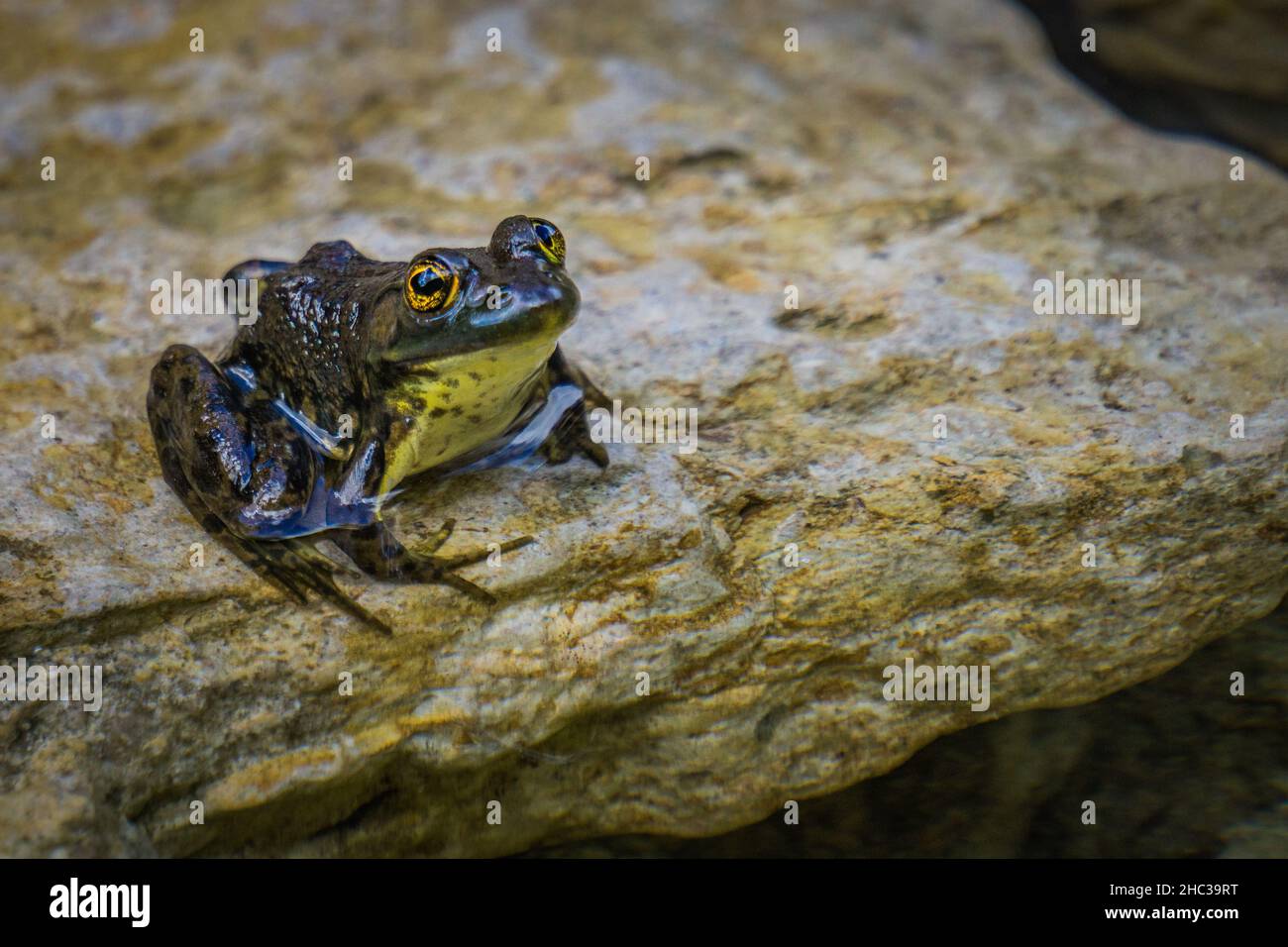 Mink frog on Anticosti Island, an island located in the St Lawrence ...