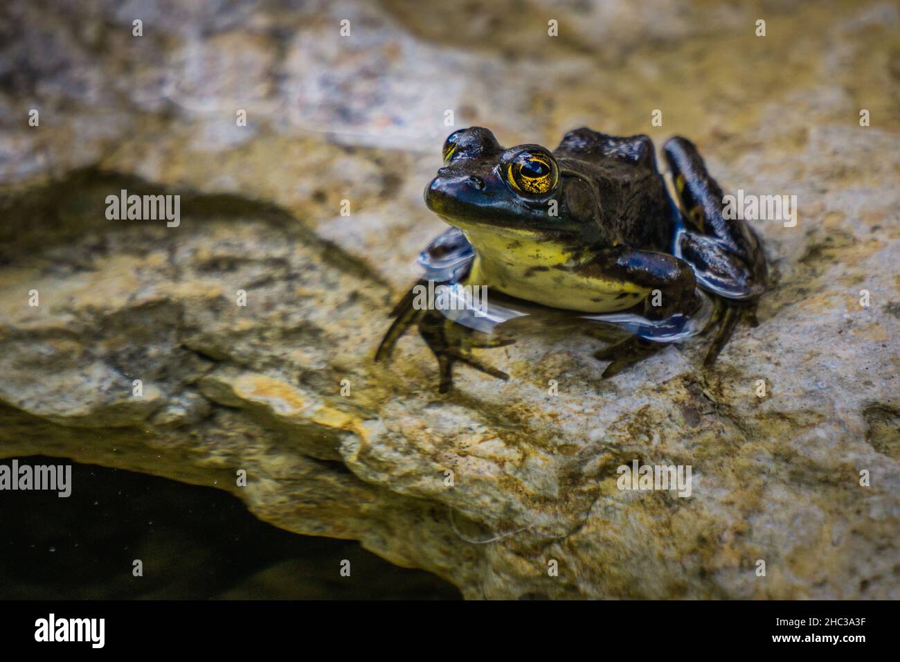Mink frog on Anticosti Island, an island located in the St Lawrence ...