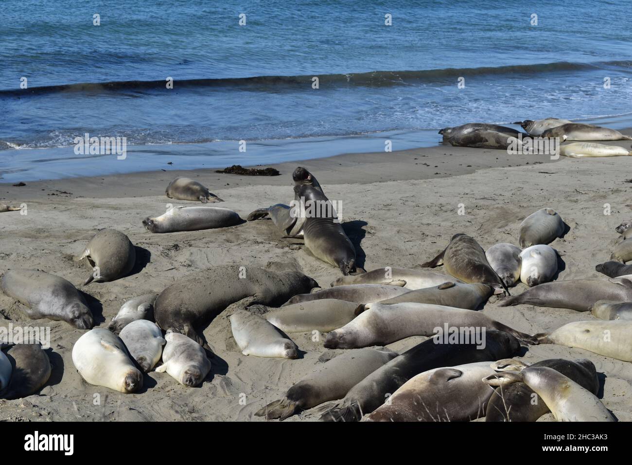 Elephant seal beach hi-res stock photography and images - Alamy