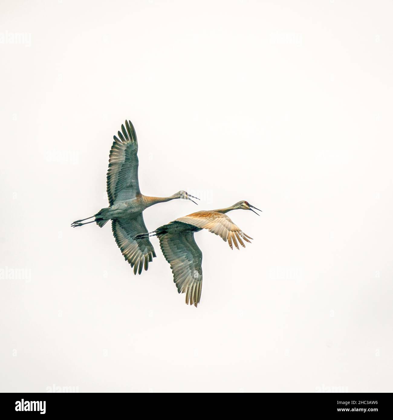 Birds in flight hi-res stock photography and images - Alamy