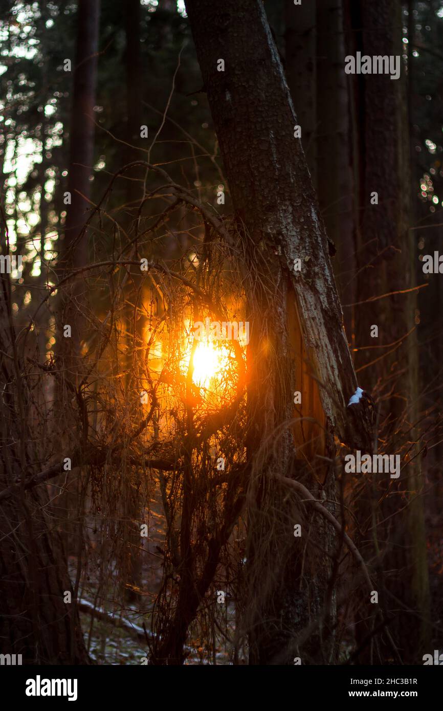Sunlight penetrating through the forest thickets. A broken tree in the ...