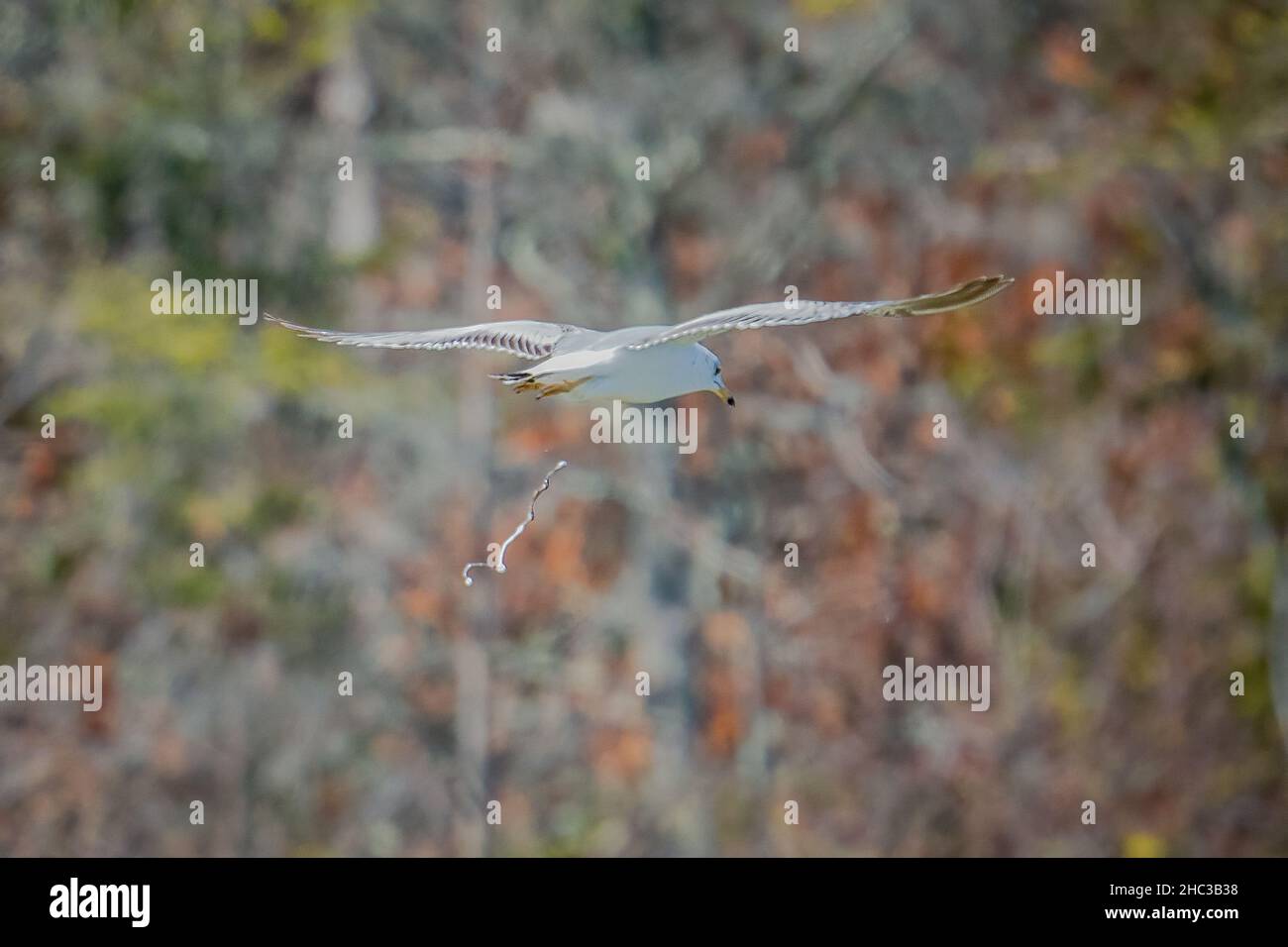 A common gull photographed over lake Michigan in a State Natural Area ...