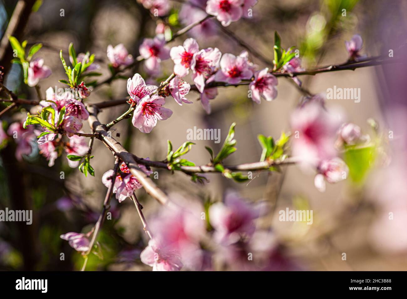 Peach flower hi-res stock photography and images - Alamy