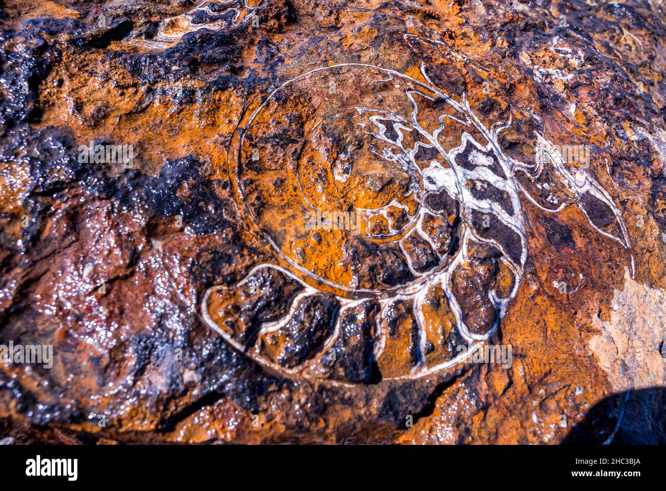 Extinct ammonites nautilus fossil of specimen embedded in stone ...