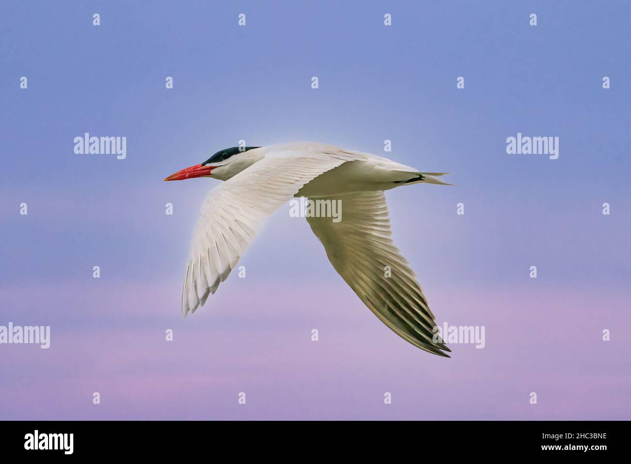 A common Tern soars in the skies over Lake Michigan just after dawn at ...