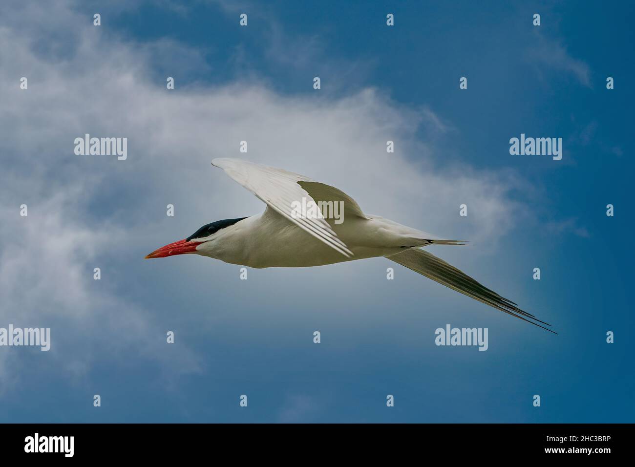 A common Tern soars in the skies over Lake Michigan just after dawn at ...