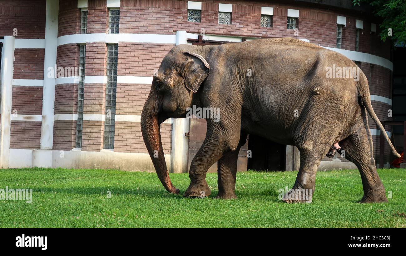 Elephant at the zoo park in Belgrade, Serbia Stock Photo - Alamy