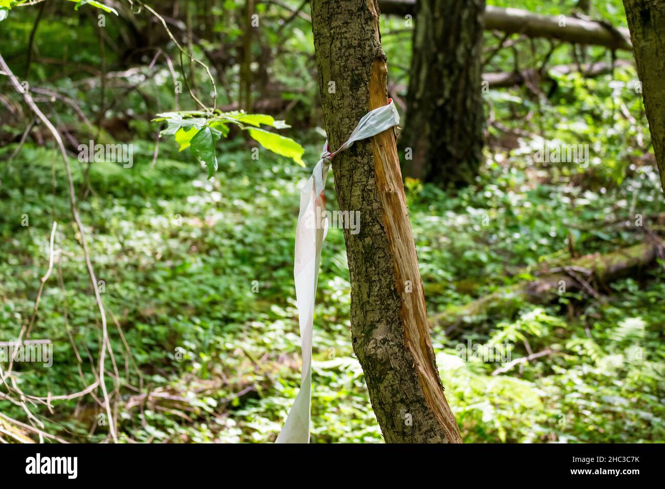 Ribbon tied on a tree trunk in the forest, warning sign Stock Photo - Alamy