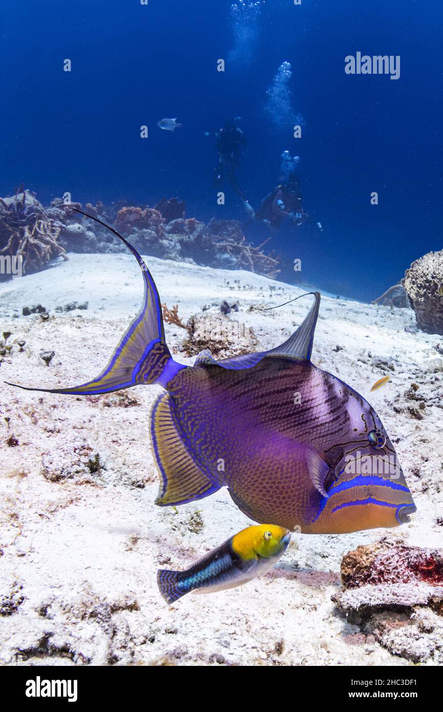 Tropical fish undersea with divers in background Stock Photo - Alamy