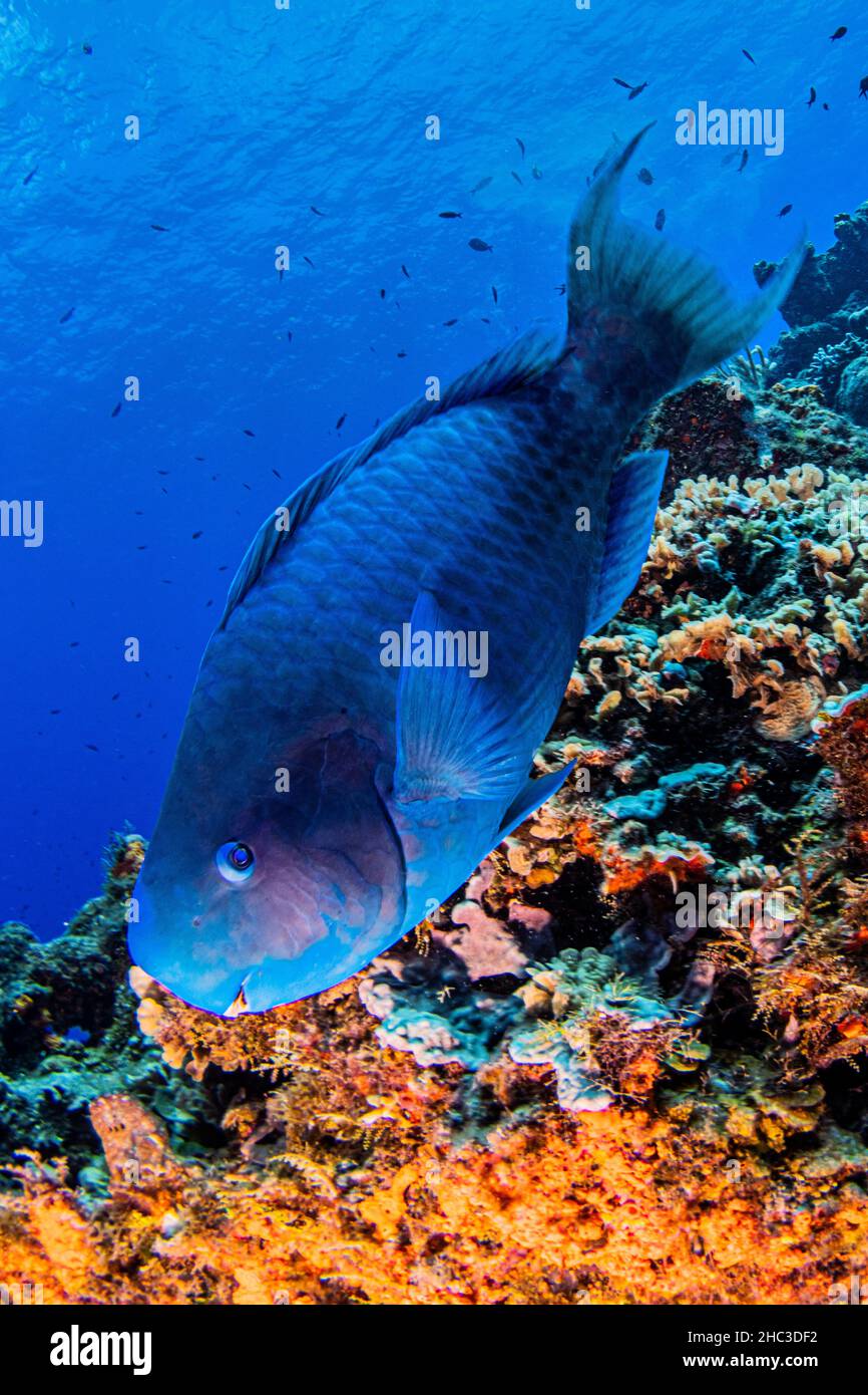 Tropical fish undersea Stock Photo - Alamy