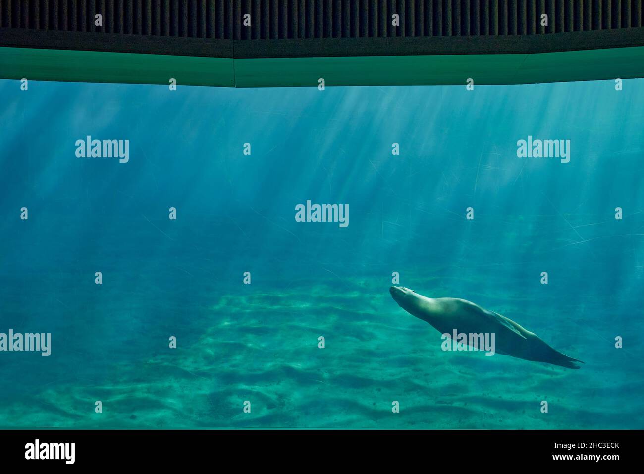 Oceanografico valencia hi-res stock photography and images - Alamy